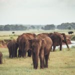 The Great Elephant Gathering Private Safari from Minneriya - How the Tour Works Logistically