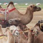 The Jewels Of Mongolia - The Itinerary: What to Expect Each Day