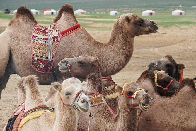 The Jewels Of Mongolia - The Itinerary: What to Expect Each Day