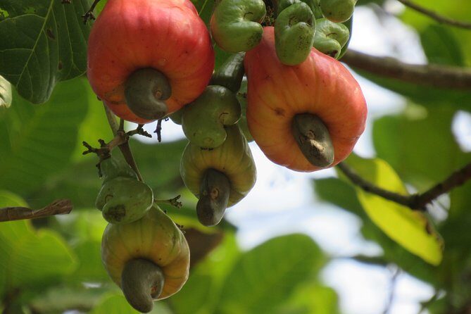 The Lost Zone and Old Town from Khao Lak - What Travelers Are Saying (Based on Reviews)