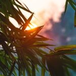 The Namkhan - Outdoor cinema - Why You Should Consider It