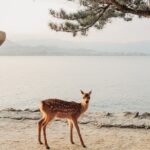 The Peace Memorial to Miyajima : Icons of Peace and Beauty - The Atomic Bomb Dome: A Symbol of Resilience
