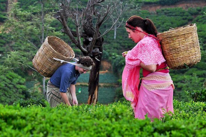 The Tea Hubs of Srilanka - An In-Depth Look at the Itinerary