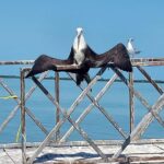 The Three Islands Tour Explore Holbox's Natural Wonders - What Travelers Say (Based on Reviews)