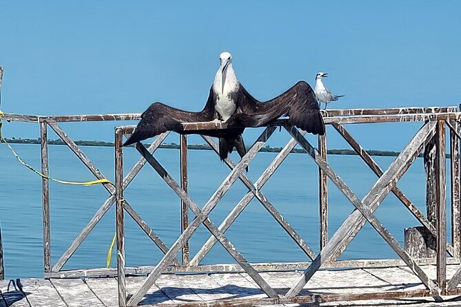 The Three Islands Tour Explore Holbox's Natural Wonders - What Travelers Say (Based on Reviews)