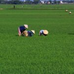 The Traditional Village of Duong Lam and Hanoi - Who Is This Tour Best For?