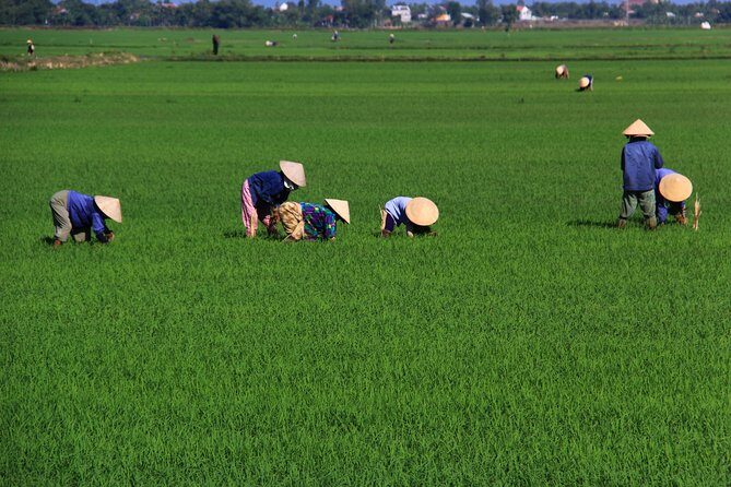 The Traditional Village of Duong Lam and Hanoi - Who Is This Tour Best For?