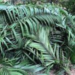 The Ultimate Hikers Choice - 5 days forest trek with homestay and camping - What the Reviews Highlight Most