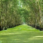 Three-Day Mekong Delta Private Tour - Including Tra Su Bird Sanctuary - What Travelers Say: Authentic Voices