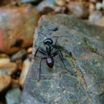 Three days orangutans adventure in Gunung Leuser - What to Expect and Practical Details