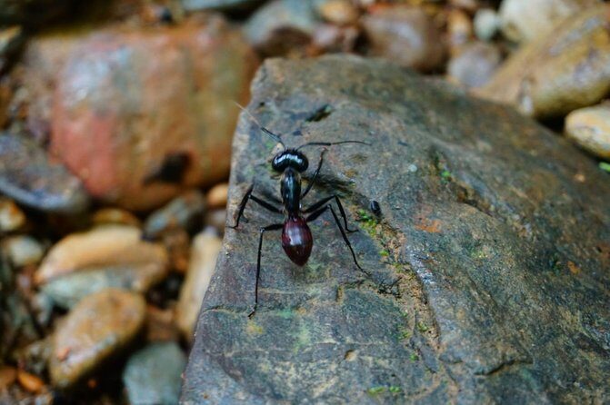 Three days orangutans adventure in Gunung Leuser - What to Expect and Practical Details