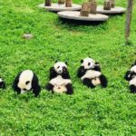 Ticket reservation for Chengdu Giant Panda Breeding Base - How This Tour Adds Value