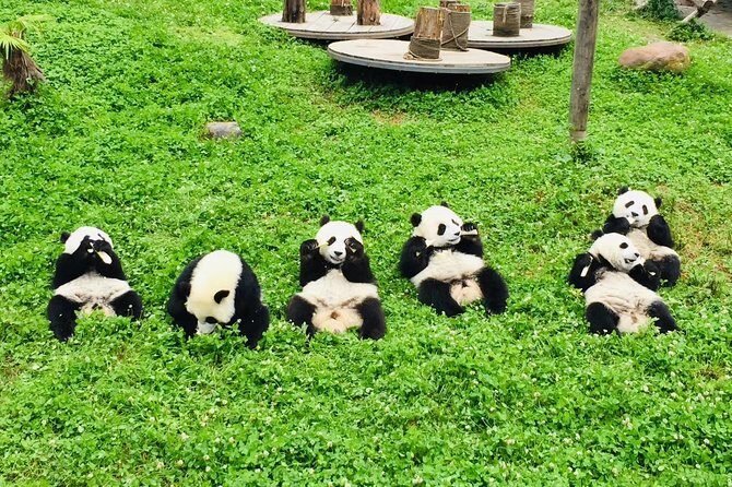 Ticket reservation for Chengdu Giant Panda Breeding Base - How This Tour Adds Value