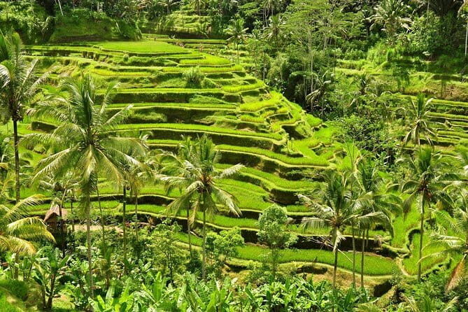 Tickets inclusive: Blessing Bali Tour - What Makes This Tour Stand Out