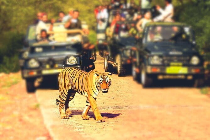 Tiger Safari In Ranthambore Day Trip - Transportation and Group Size