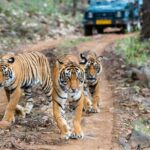 Tiger Safari Tour - Day 1: Delhi’s Imperial Heritage