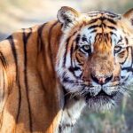 Tiger Tracking Nepal (Chitwan National Park) - What Travelers Say & Why It Matters
