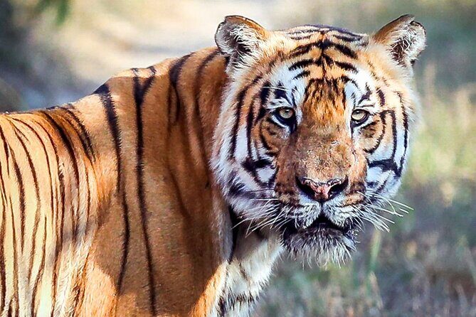 Tiger Tracking Nepal (Chitwan National Park) - What Travelers Say & Why It Matters