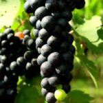 Toast Around Bali - Frequently Asked Questions