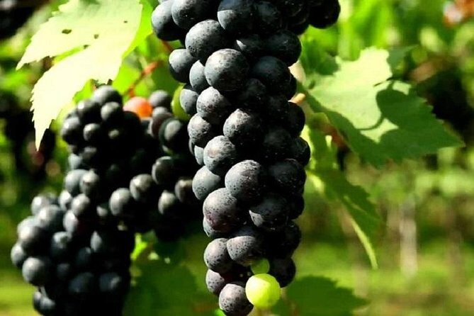 Toast Around Bali - Frequently Asked Questions