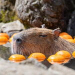 Tokyo Day Trip to Izu and Shimoda - Delving into Japan’s Maritime Past in Shimoda