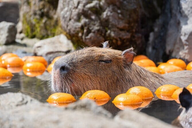 Tokyo Day Trip to Izu and Shimoda - Delving into Japan’s Maritime Past in Shimoda