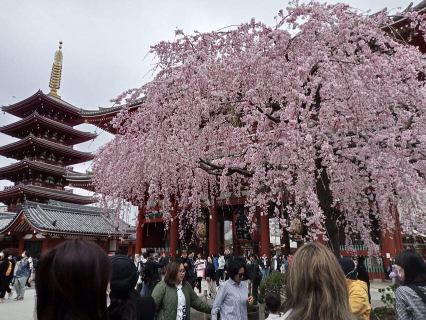 Tokyo: Full-day Immersive Private Tour by Premium Car - A Deep Dive into the Tokyo Private Tour Experience