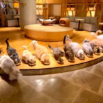 Tokyo: Gotokuji Cat Temple, Shinjuku Cat Cafe & 3D Cat Tour - Practical Details & What to Expect