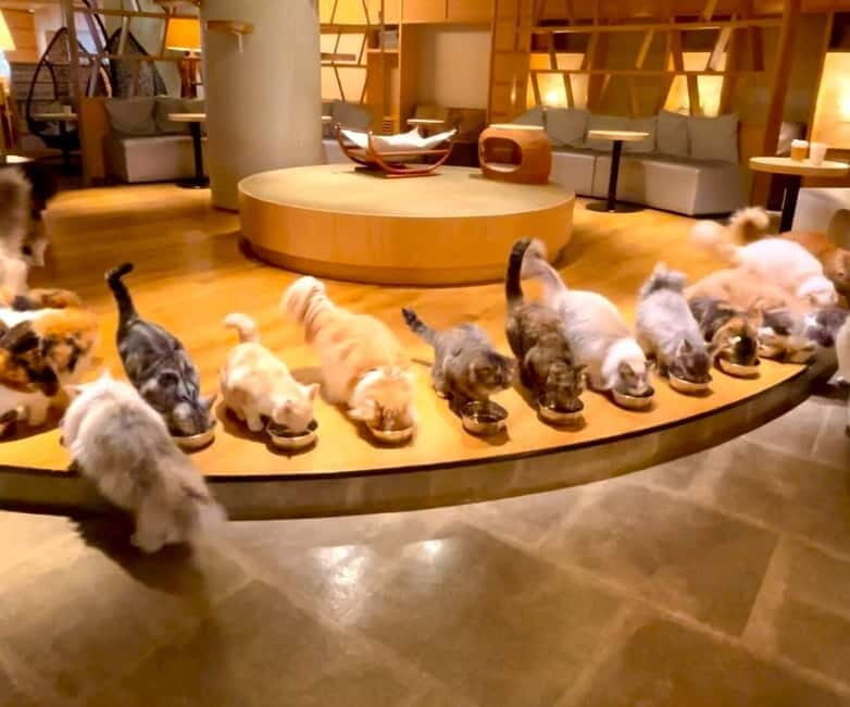 Tokyo: Gotokuji Cat Temple, Shinjuku Cat Cafe & 3D Cat Tour - Practical Details & What to Expect