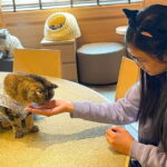 Tokyo Gotokuji Cat temple, Shinjuku Cat cafe and 3D Cat tour - Practical Details: What to Expect