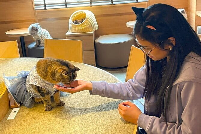 Tokyo Gotokuji Cat temple, Shinjuku Cat cafe and 3D Cat tour - Practical Details: What to Expect