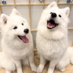 Tokyo Harajuku30-Minute Samoyed Interaction Experience - The Itinerary: A Close Look