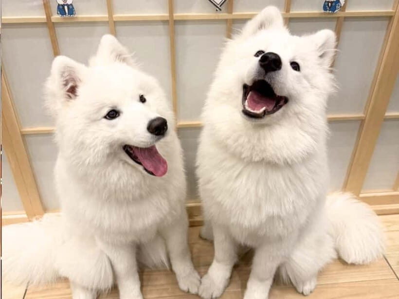 Tokyo Harajuku30-Minute Samoyed Interaction Experience - The Itinerary: A Close Look