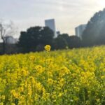 Tokyo: Japanese Garden and Surroundings Guided Walking Tour - Who Should Consider This Tour?