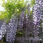 Tokyo: Japanese Garden Walking Tour with Tea and Sweets - A Closer Look at the Itinerary and What to Expect