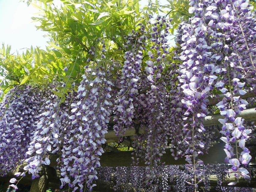 Tokyo: Japanese Garden Walking Tour with Tea and Sweets - A Closer Look at the Itinerary and What to Expect