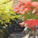 Tokyo  Lake Kawaguchi Bus Tickets (One-way/Round-trip) - Who Will Love This Experience?