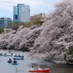 Tokyo Like a Local: Customized Private Tour - Who Is This Tour Best For?