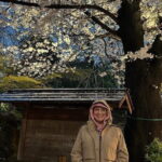 Tokyo Sakura Cherry Blossom Viewing w/One Sake Hanami Bento - A Detailed Journey Through the Cherry Blossom Tour