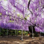 Tokyo Spring: Ashikaga Flower Park, Kawagoe & 100 Vending Machine - Practical Details & Considerations