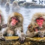 Tokyo To Nagano (Snow Monkey Zenkoji Temple Private Tour) - What’s Included and What’s Not