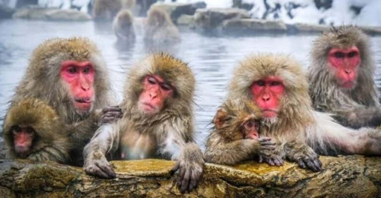 Tokyo To Nagano (Snow Monkey Zenkoji Temple Private Tour) - What’s Included and What’s Not