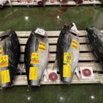 Tokyo Toyosu Tuna Auction w Dealer + Sushi (Standard to VIP) - The Different Viewing Options and What They Mean