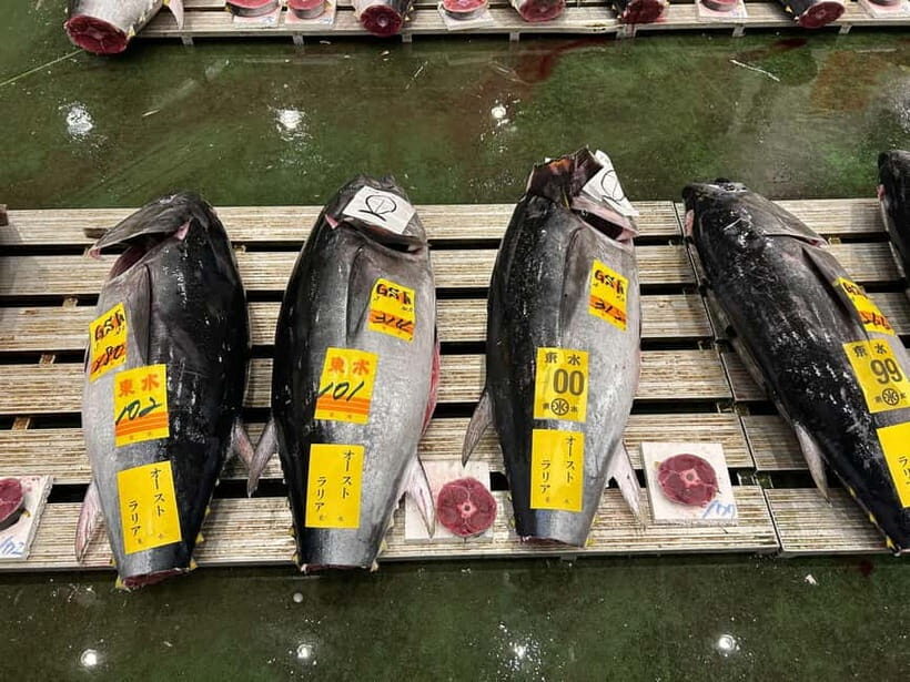 Tokyo Toyosu Tuna Auction w Dealer + Sushi (Standard to VIP) - The Different Viewing Options and What They Mean