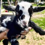 Toodle Tour in Port Hope Ontario - In-Depth Look at the Tour Experience