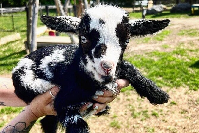 Toodle Tour in Port Hope Ontario - In-Depth Look at the Tour Experience