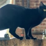 Top Shelf Distillery Tour - The Practicalities: What You Need to Know