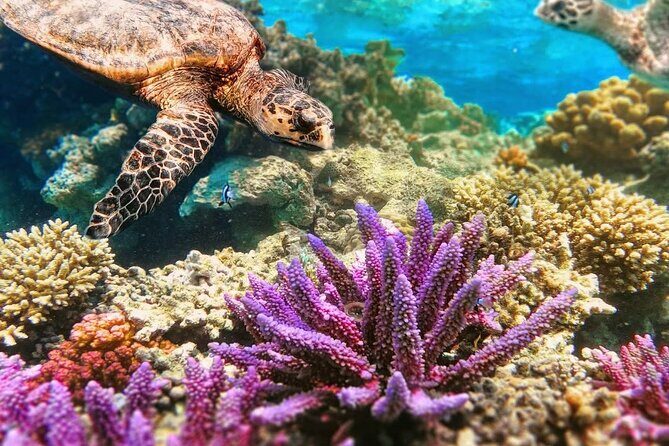 Top Snorkeling Experience in Puerto Morelos Reef - Why You Might Choose This Tour