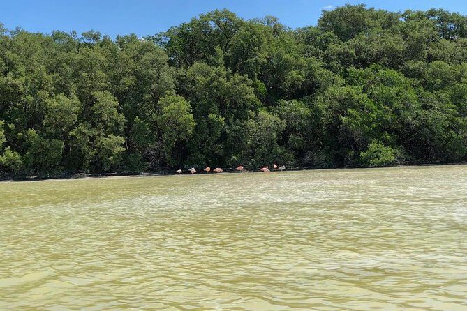 Tour to Celestún - The Value and Who It’s Best For