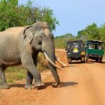 Travel to Ella from Galle with Udawalawe national park safari on the way - The Itinerary: What to Expect